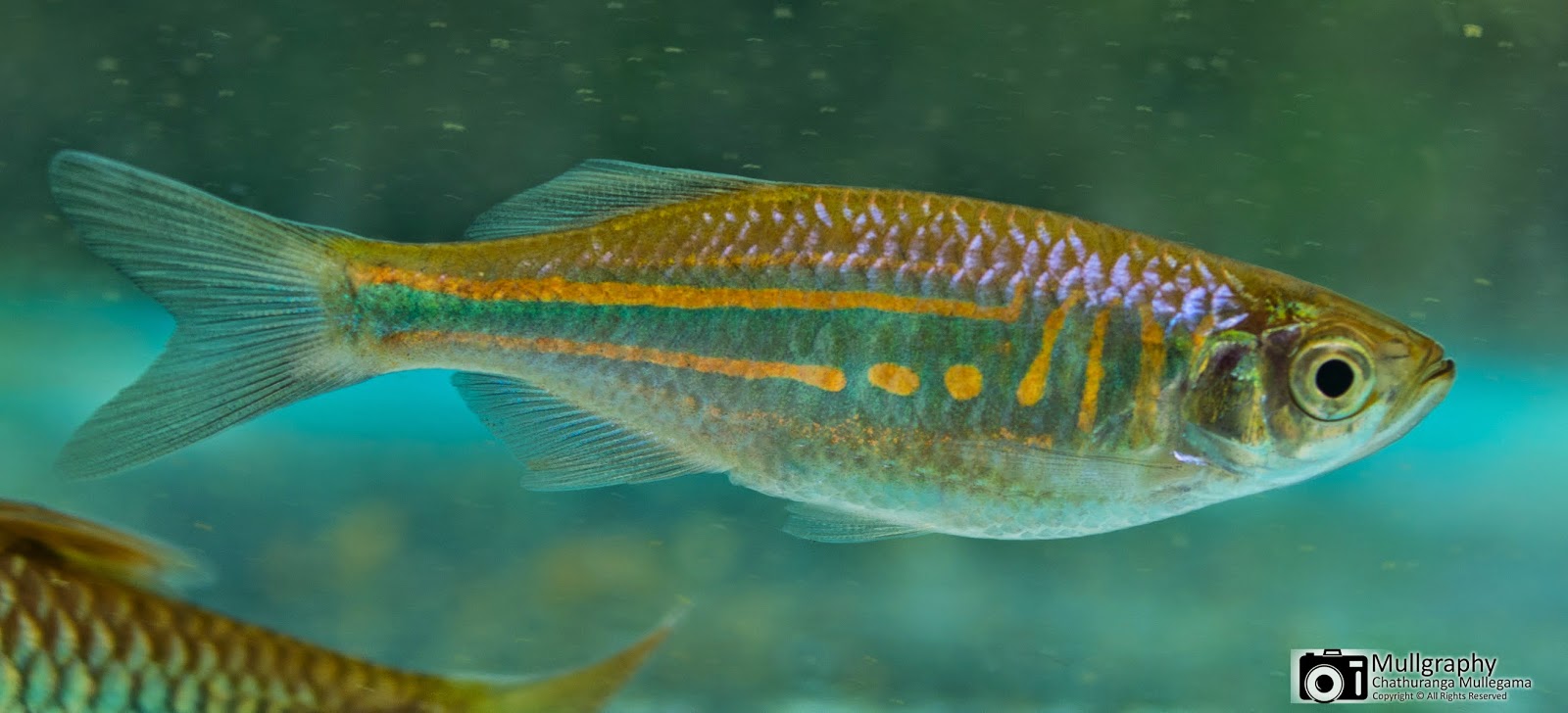 Danio malabaricus / Giant danio / dankola salaya | FRESHWATER FISHES OF ...