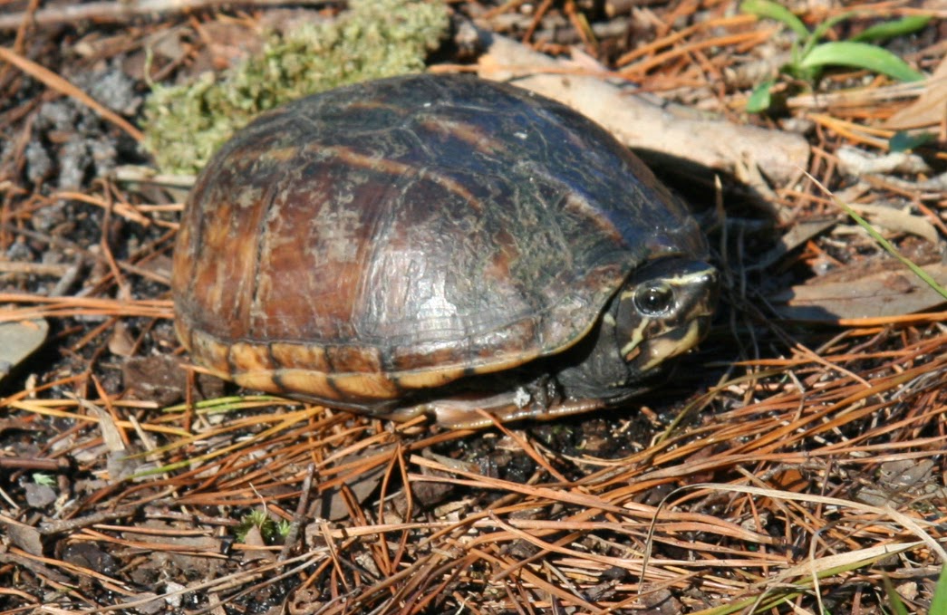 Random Ferments: A Striped Mud Turtle