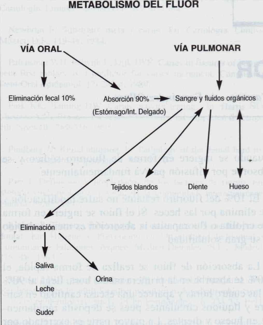 Metabolismo del Flúor | Fluor en la Odontología