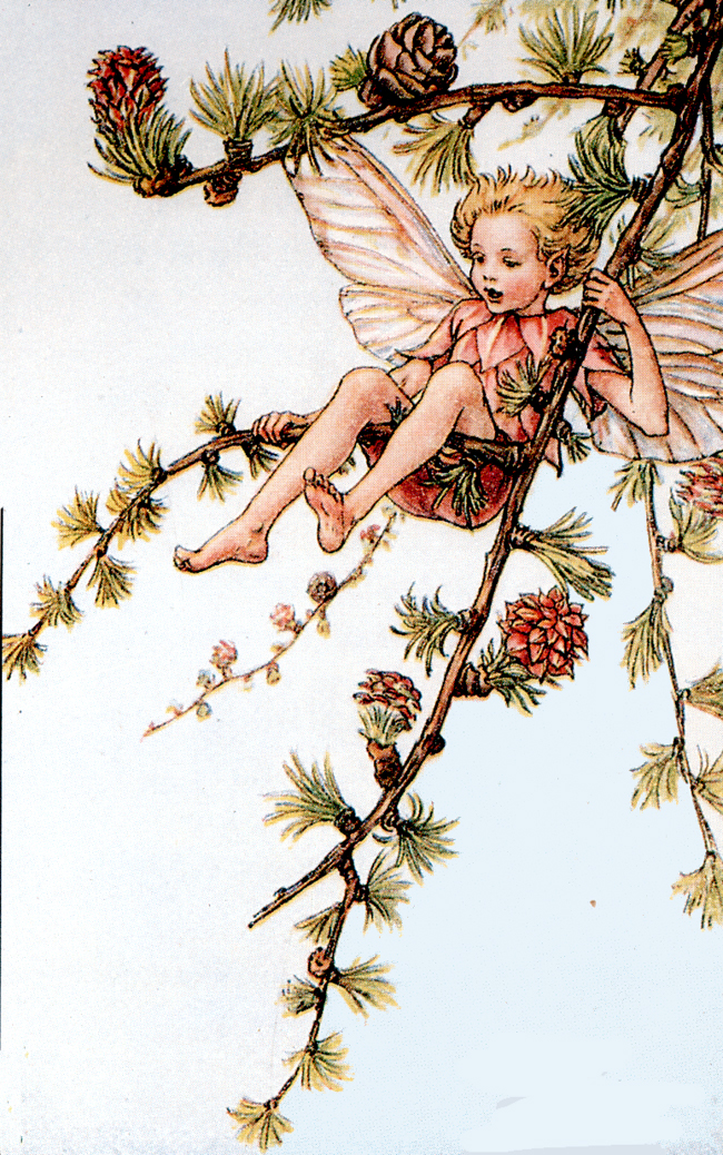 Flower fairies of the spring cicely mary barker - diafer
