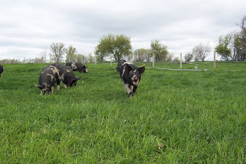 Idaho Pasture Pigs: Winter and Spring 2012