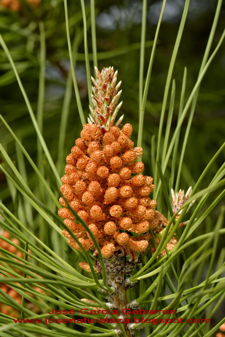 Naturaleza Viva: Pinus pinaster Aiton Fam: Pinaceae