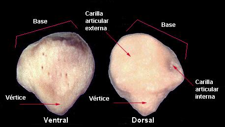 Esculapio Hijo del Sol: Rótula