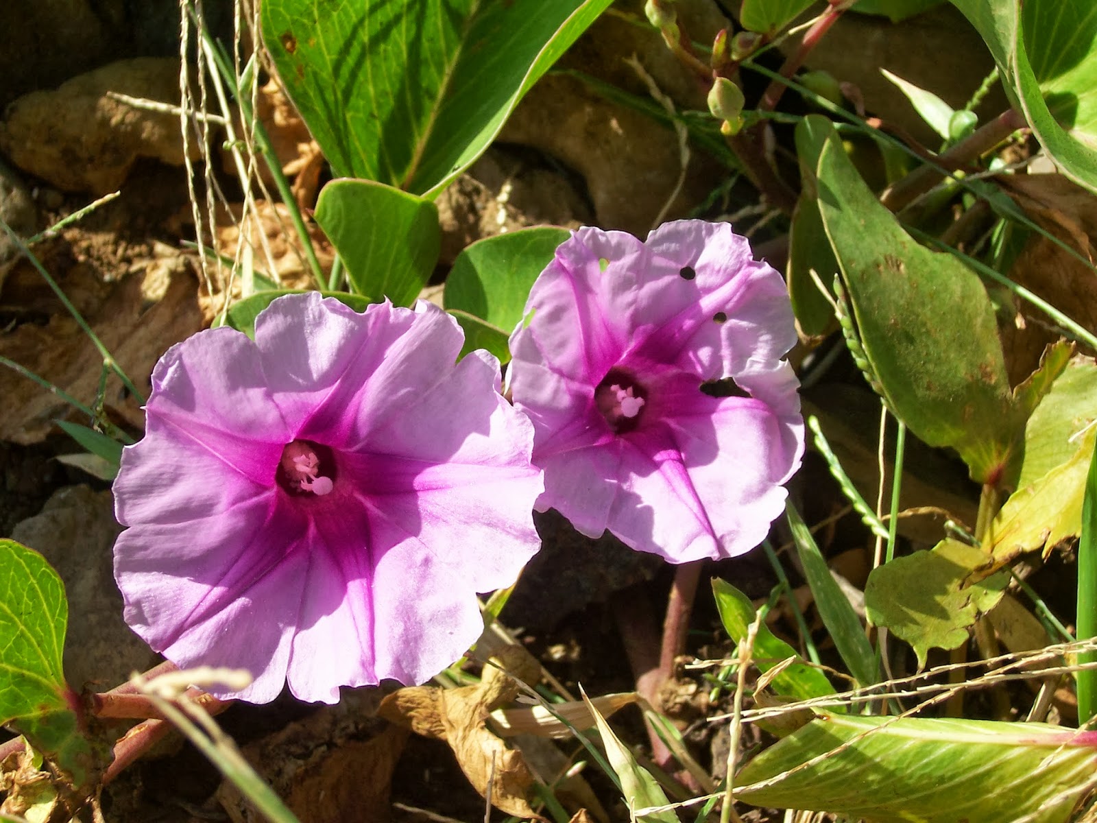 Papaleng Thoughts-Unplugged: Philippines Medicinal Plants Part Three