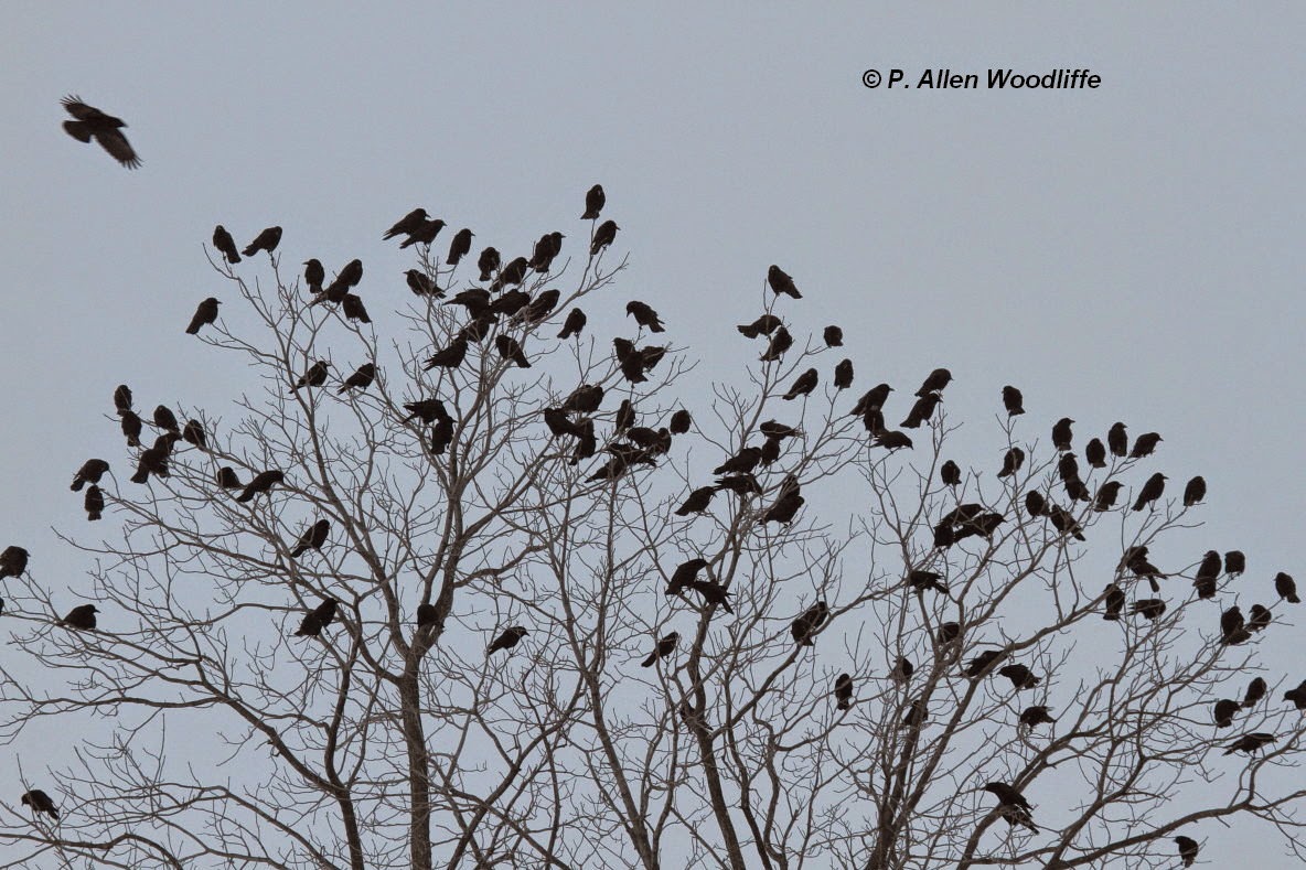 Nature Nuggets: Tis the season for crows, and lots of them! Here's why.....