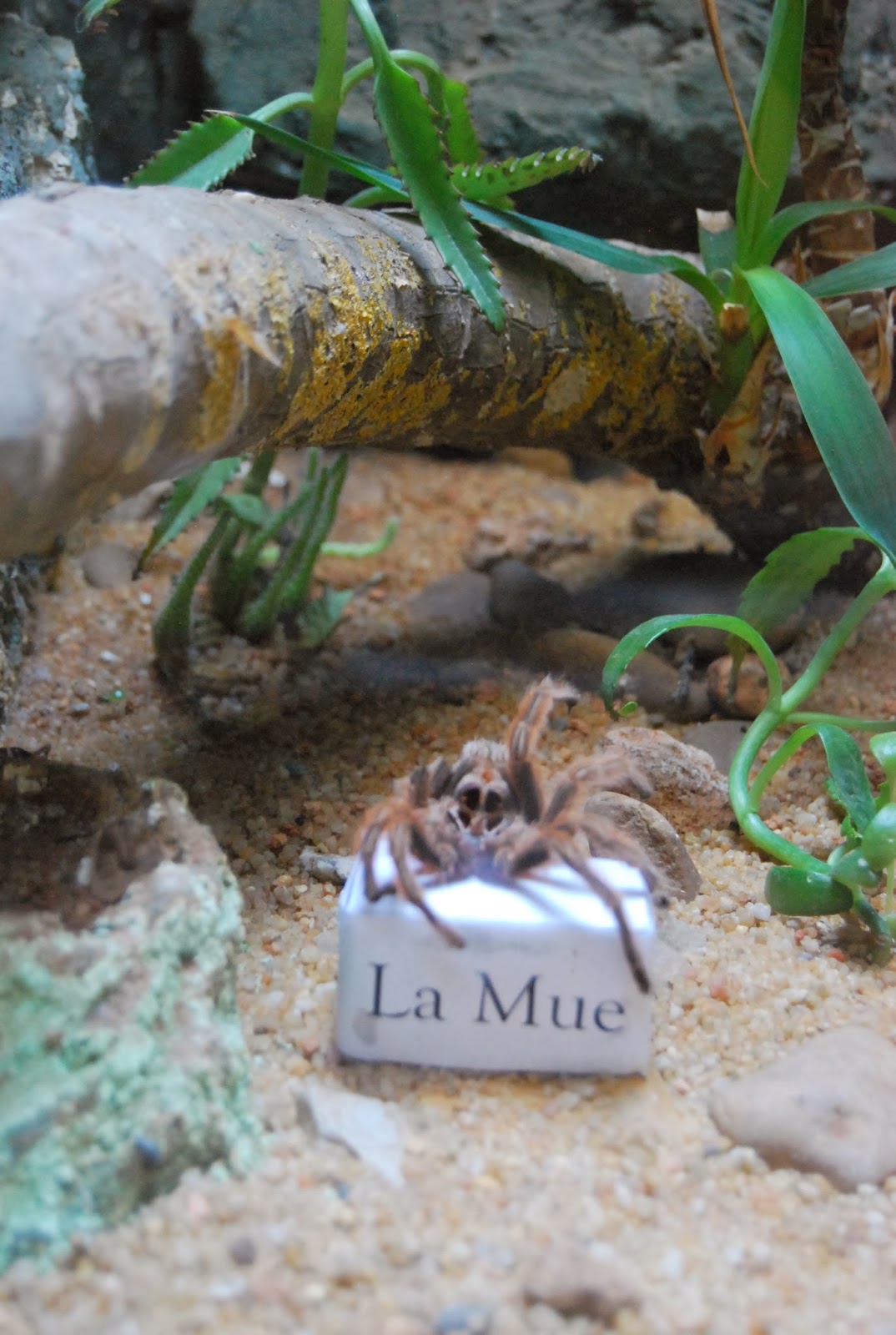 Le Grand Bazaar: Les Jardins Exotiques de Bouknadel... ou la journée ...