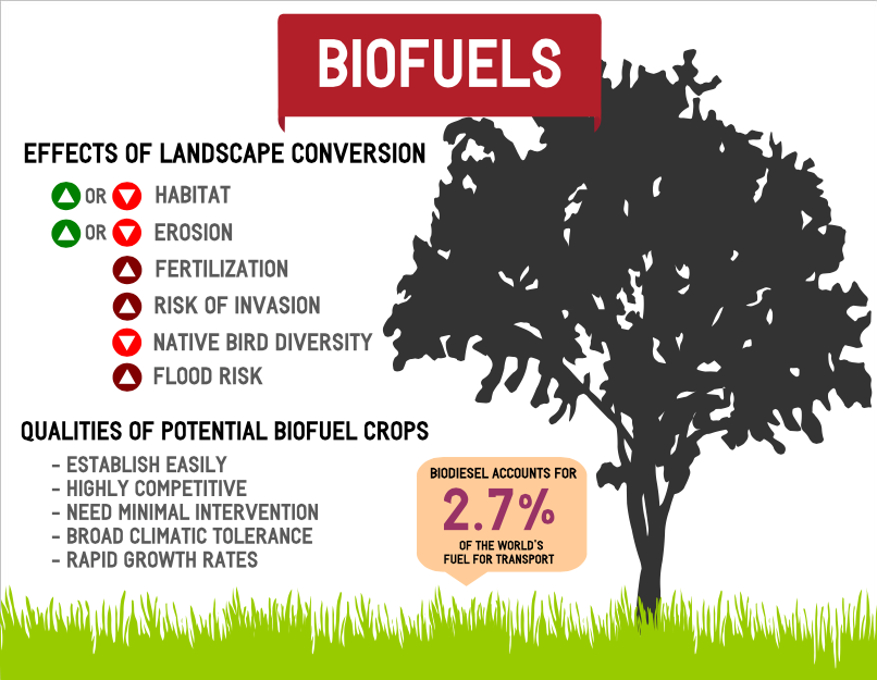 Conservation Complications of Alternative Energy: Biofuels