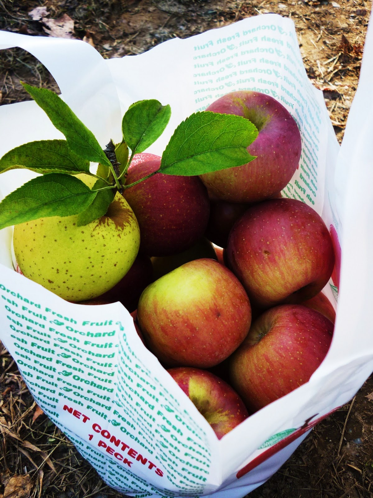 KikaEats: The Perfect Apple