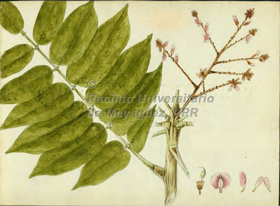 Flora de Puerto Rico Ilustrada Papo Vives: DR AGUSTIN STAHL ACUARELAS ...