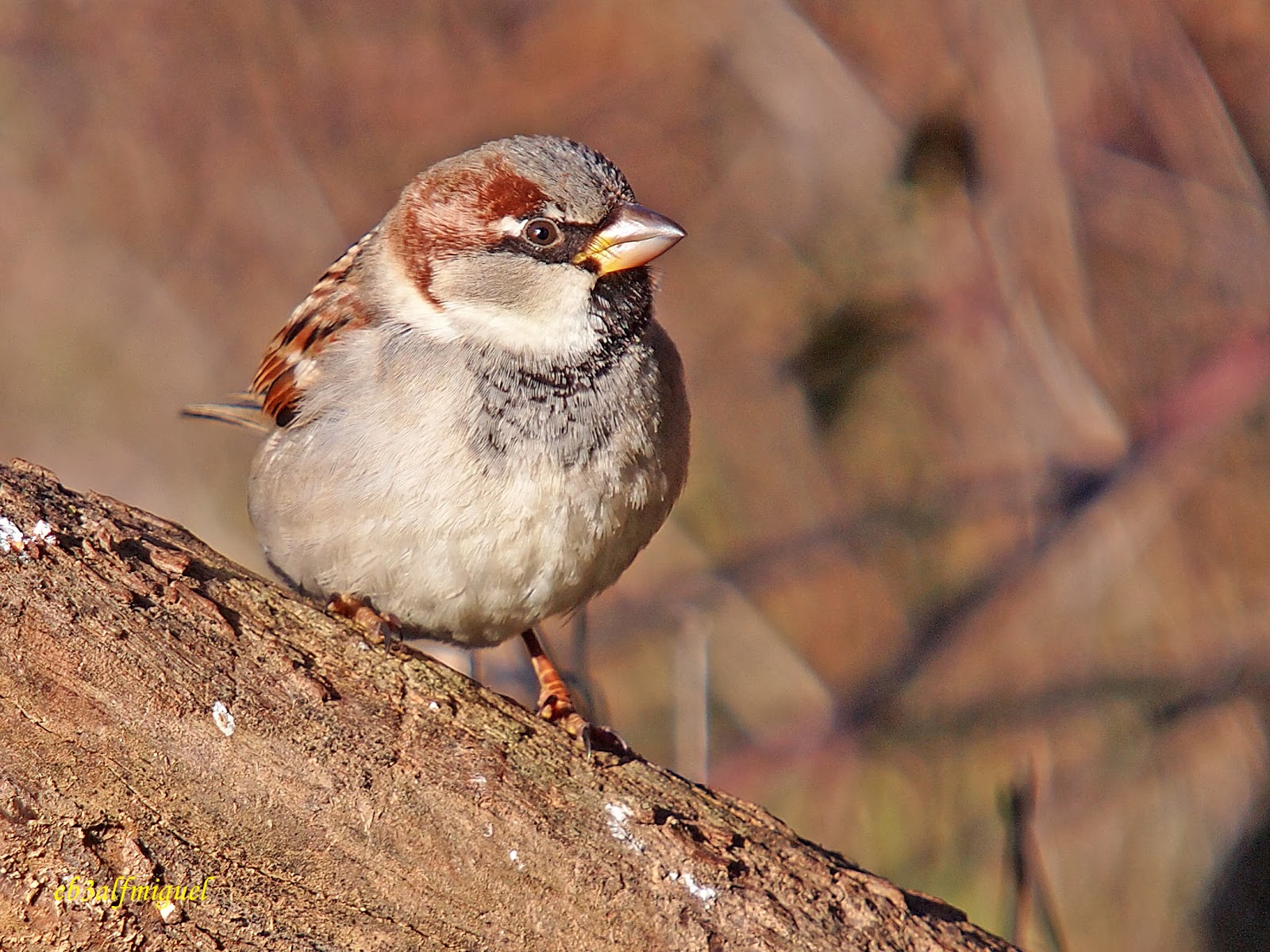Miguel fotografia: Gorrión común (Passer domesticus)