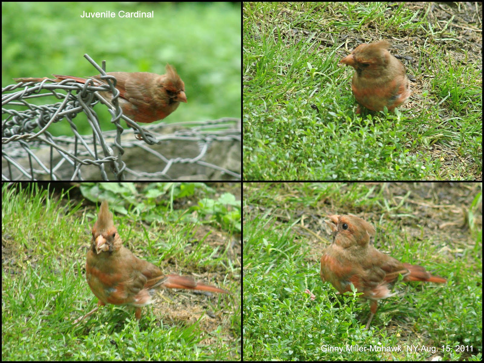 Photography By Ginny: Young Woodchuck-Juvenile Cardinal-Bunny-8-16-2011