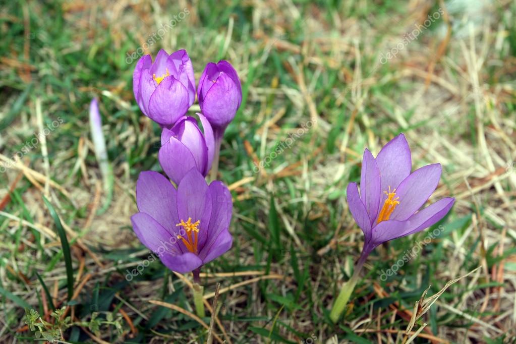 LE COQ PICORE: LES COLCHIQUES (APOLLINAIRE)