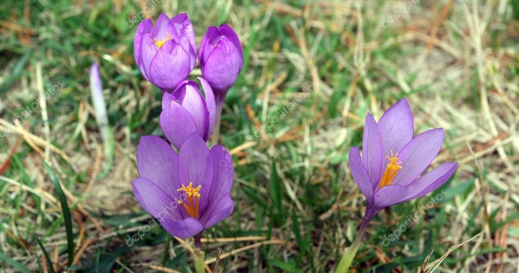 LE COQ PICORE: LES COLCHIQUES (APOLLINAIRE)