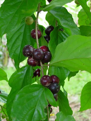 Buah Langka di Indonesia