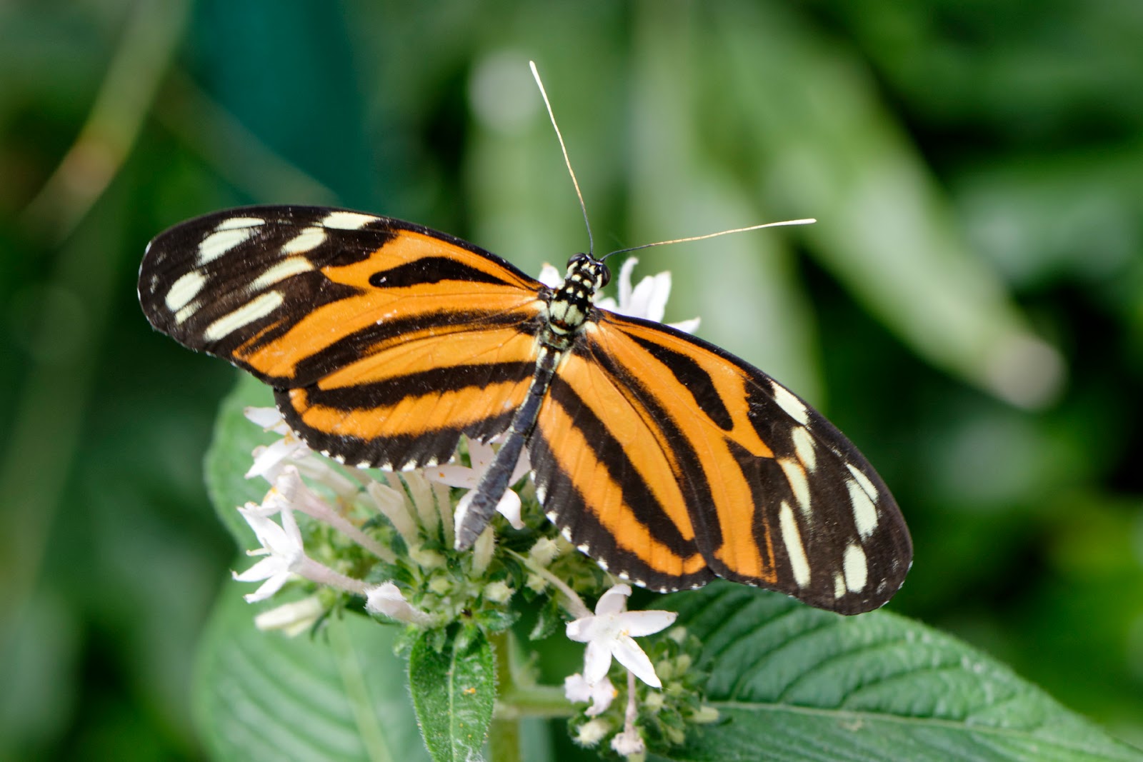 Macrophoto plaisir passion