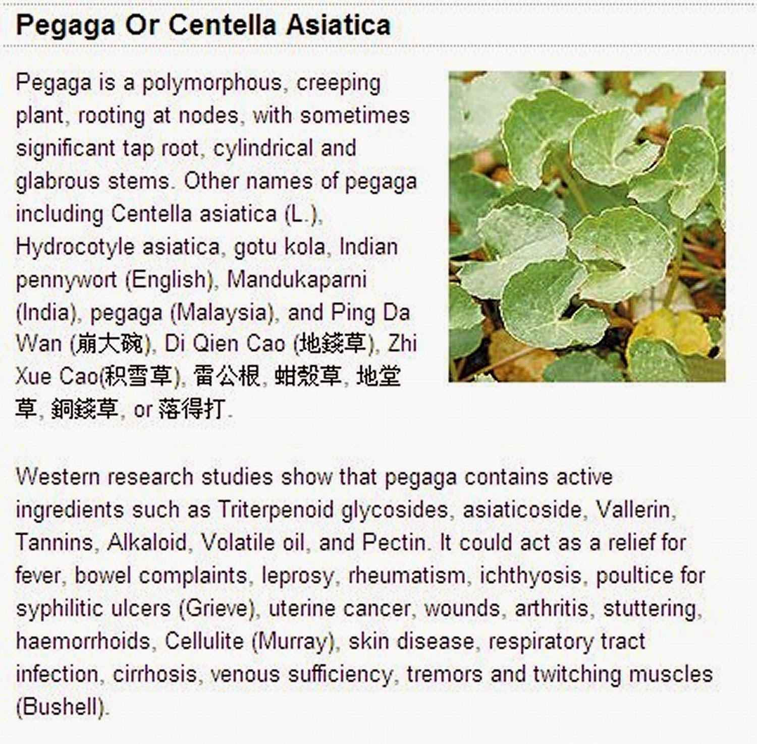 Footsteps - Jotaro's Travels: YummY! - Pegaga Juice In Malaysia