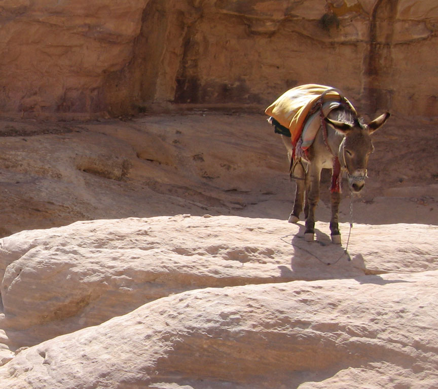 Jean Bradbury: Animals in Jordan