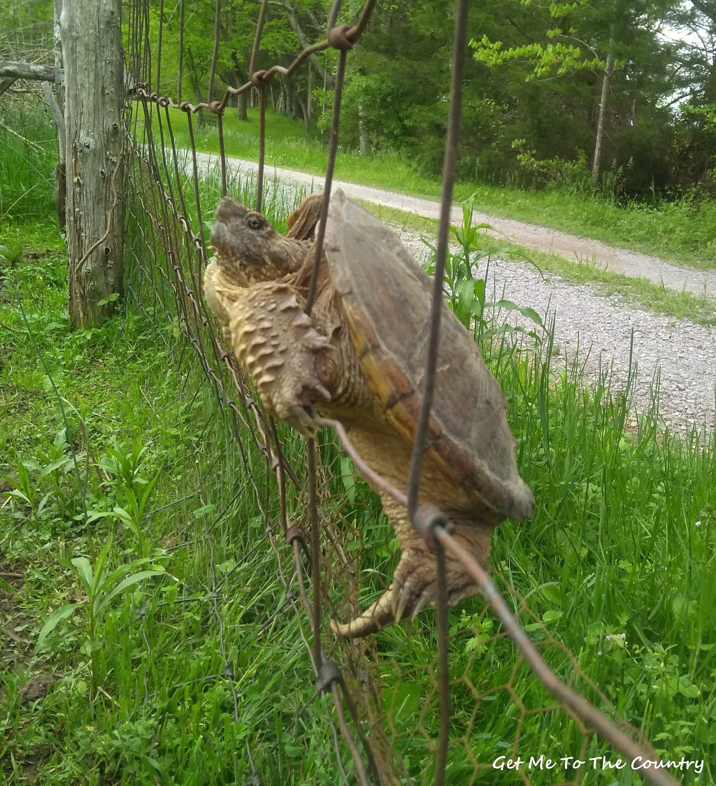 Get Me To The Country: A Fence Climbing Turtle