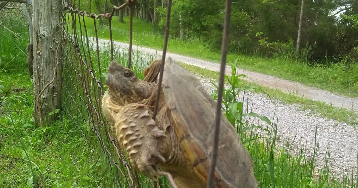 Get Me To The Country: A Fence Climbing Turtle
