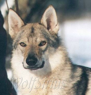 ~^*Vilkai*^~: Idomybes