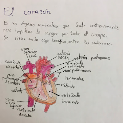 Las clases de 4º del Octavio: El corazón