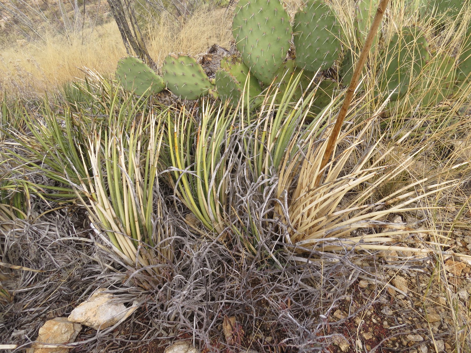 The Sonoran Four: Agave, Yucca, Sotol, Beargrass