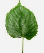 PETKO NIKOLIC VIDUSA - VIDUŠA: LIPA, DRVO SVETOG VIDA