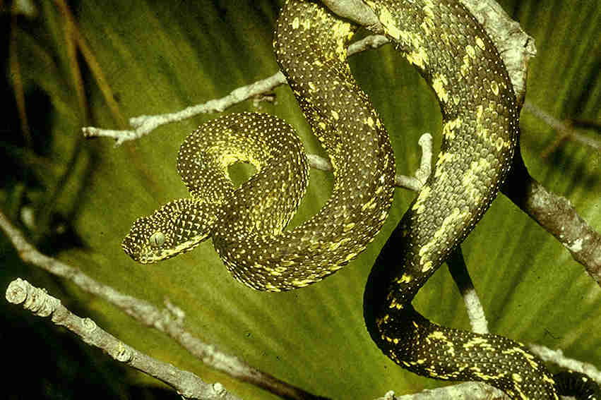 Reptiles y demás animales: Víbora de los arbustos marrón (Atheris desaix)