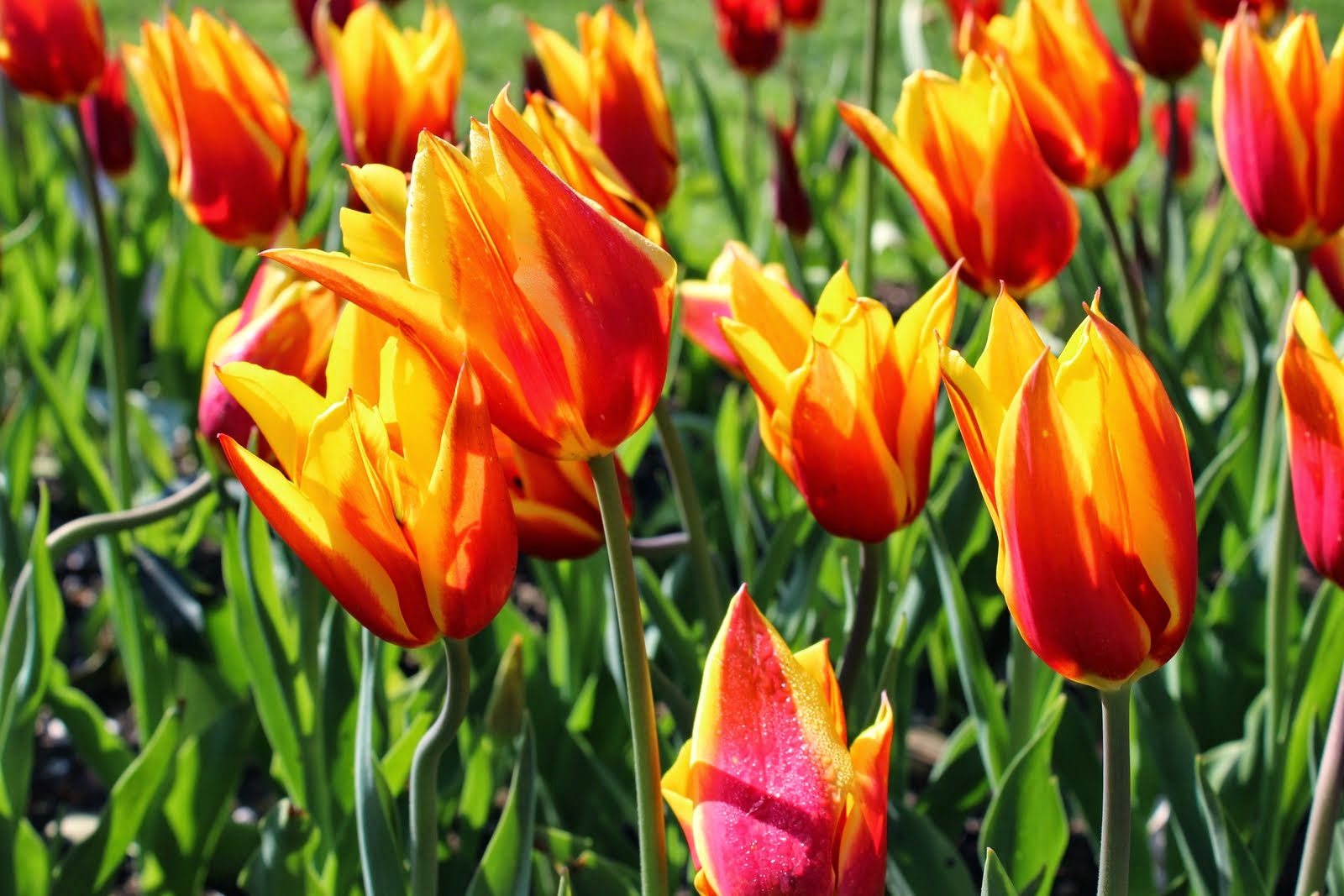 Here and There: Traditional Tulips of Turkey