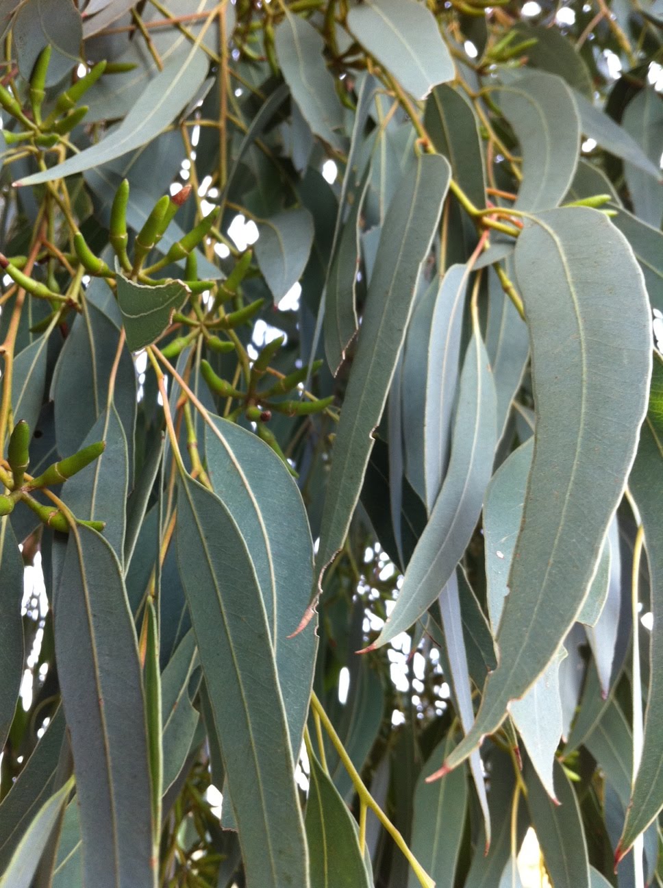 Snapped with an iphone: The gum leaf: a healer, a cleaner, and source ...