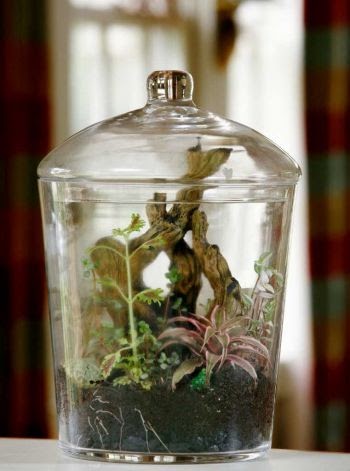 The Fern and Mossery: Terrariums: Miniature Gardens Under Glass at the ...