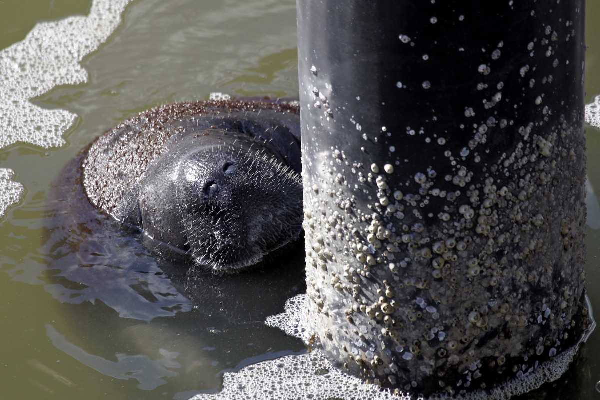 White Wolf : Manatee Calf 'Pilgrim' Rescued In Florida Keys After Boat ...