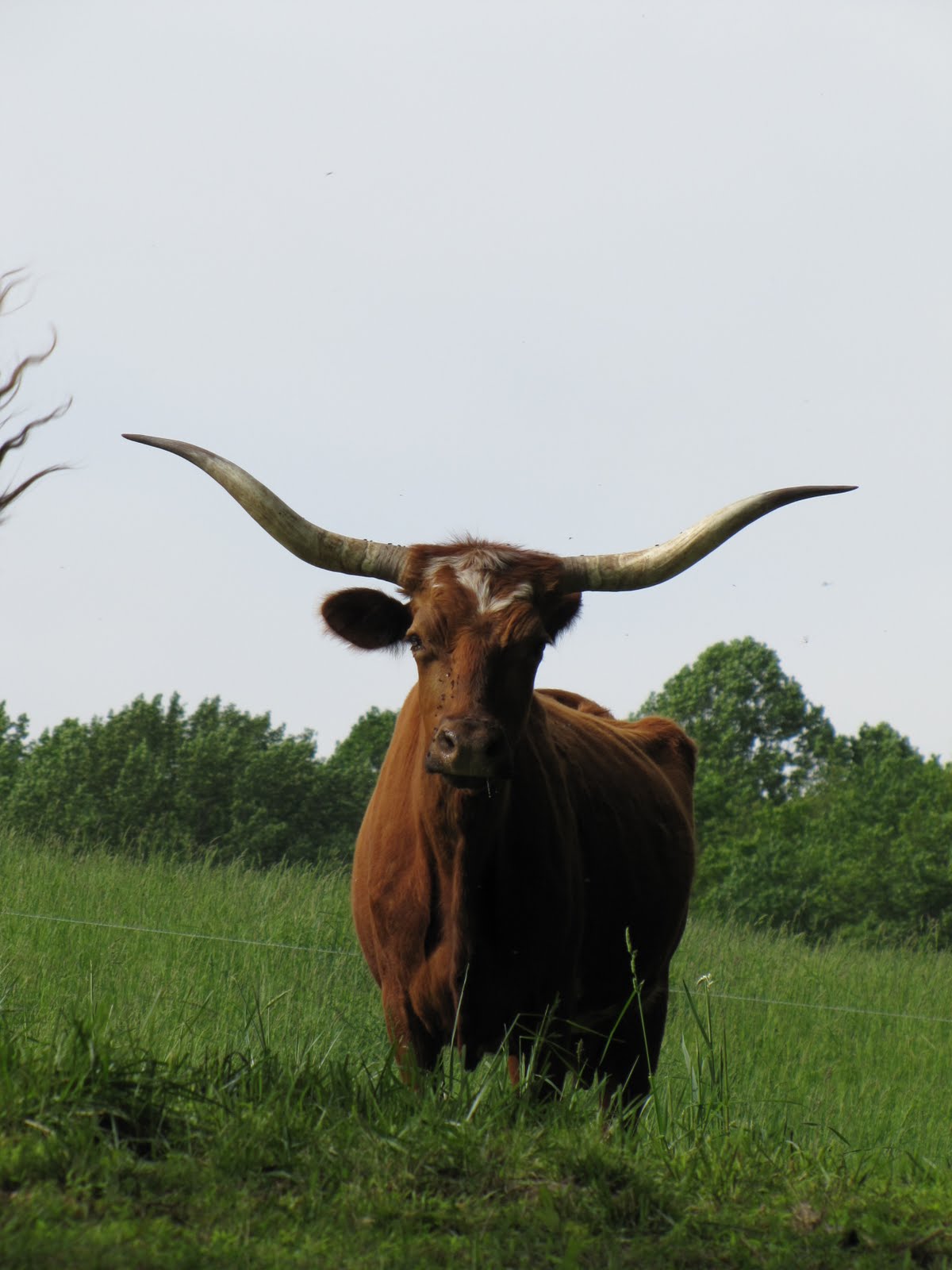 Mythic Meats: What are Bovids?