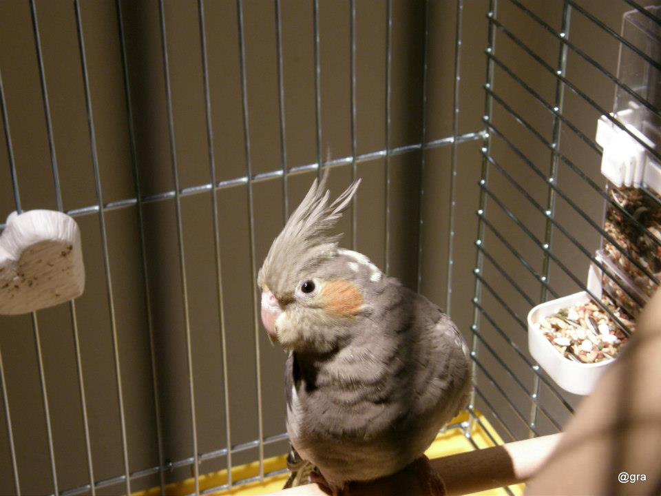 Nie-zła sztuka: Papuga umarła na wystawie w Gliwicach