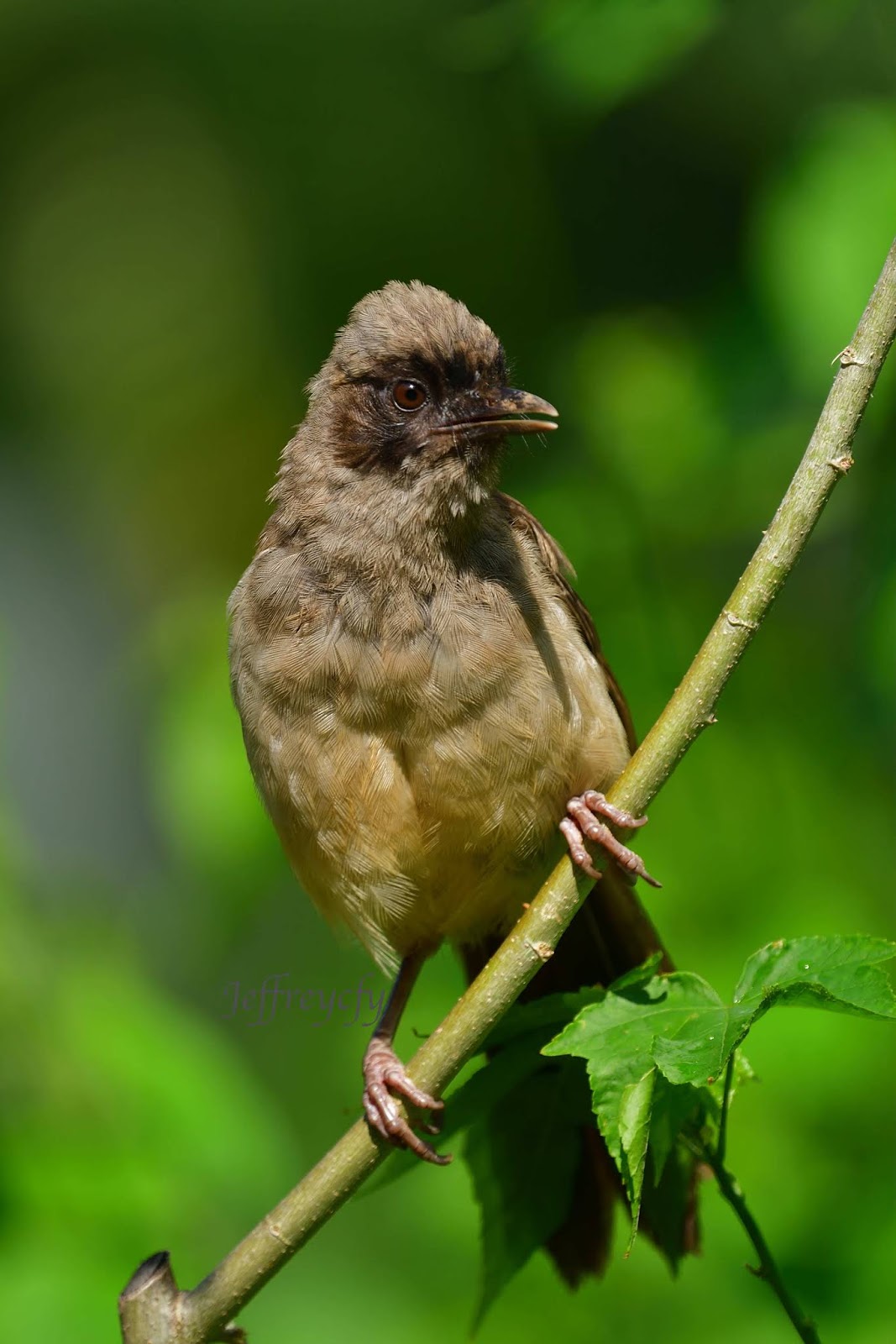 我的生態攝影集: 黑臉噪鶥, Masked Laughingthrush, Black-faced Laughingthrush ...