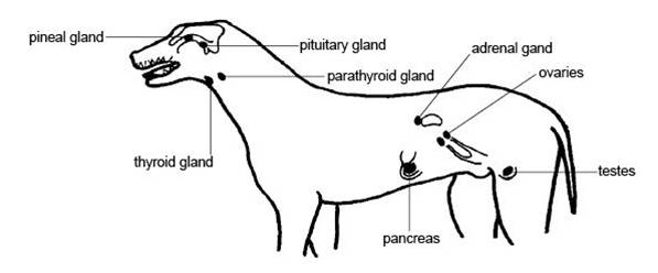 Animal Care PLC: Nervous and Endocrine System