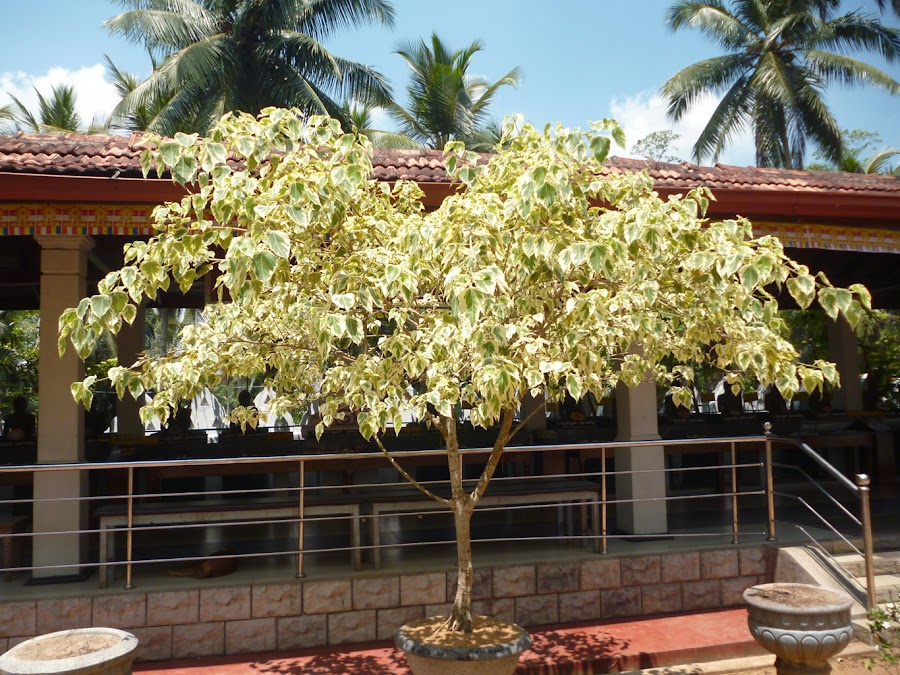 White Bo Tree - Sudu Bodhiya | SL Flora