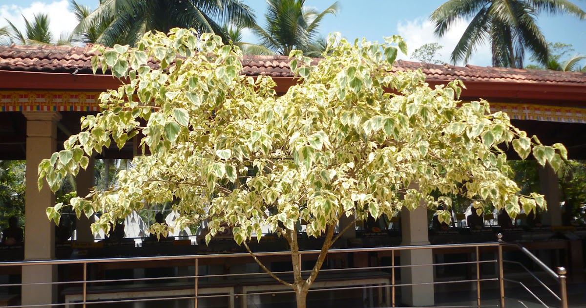 White Bo Tree - Sudu Bodhiya | SL Flora