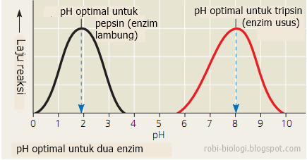 Faktor- faktor yang mempengaruhi kerja enzim - BELAJAR BIOLOGI
