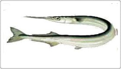 All About Hunting !!!: FISH ZARGANA