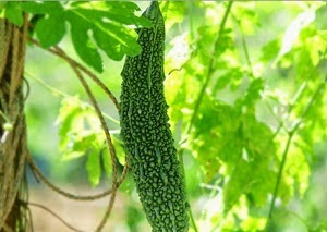 Cara budidaya sayuran pare dengan metode terbarukan