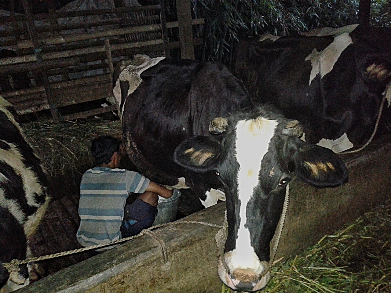 Izzati: Bolang Edukasi Sapi Perah