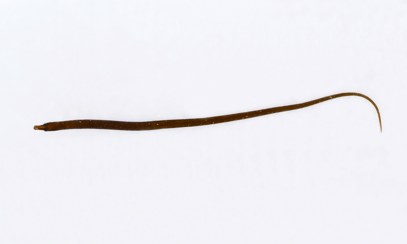 Scottish Wildlife Blog