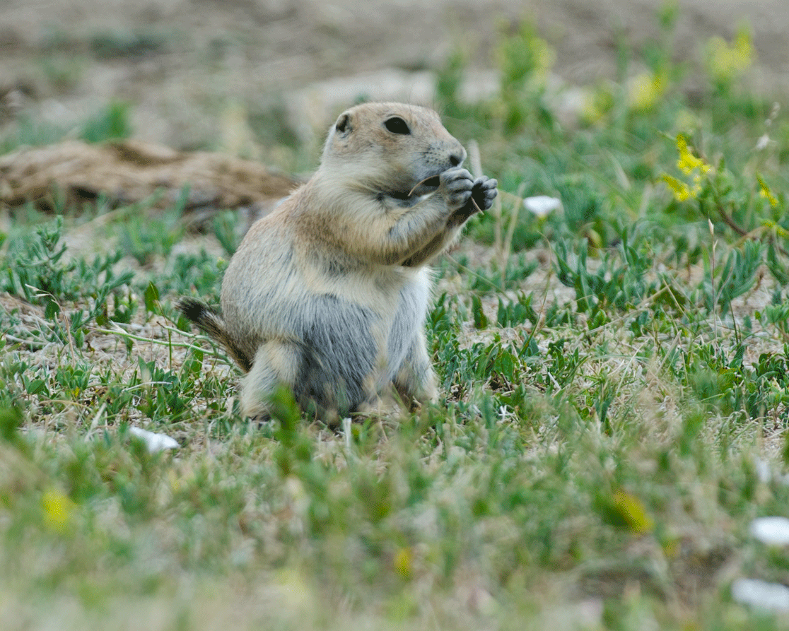 Journeys With Judy: Badlands National Park South Dakota