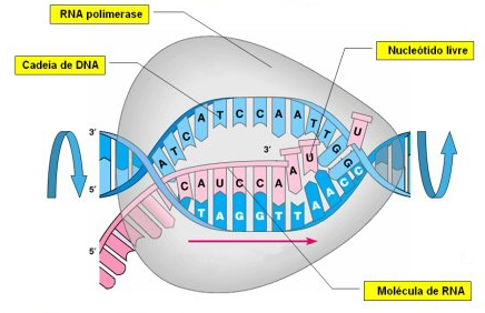 Alexa Molina: 6.1.1 ETAPAS DE SÍNTESIS DEL ARN