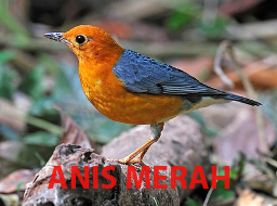 Membedakan Anis Merah jantan Dan Betina | Arena Burung