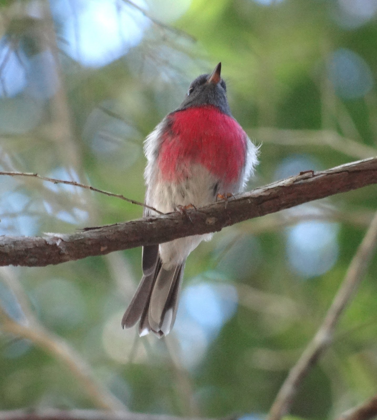 sunshinecoastbirds: June 2013