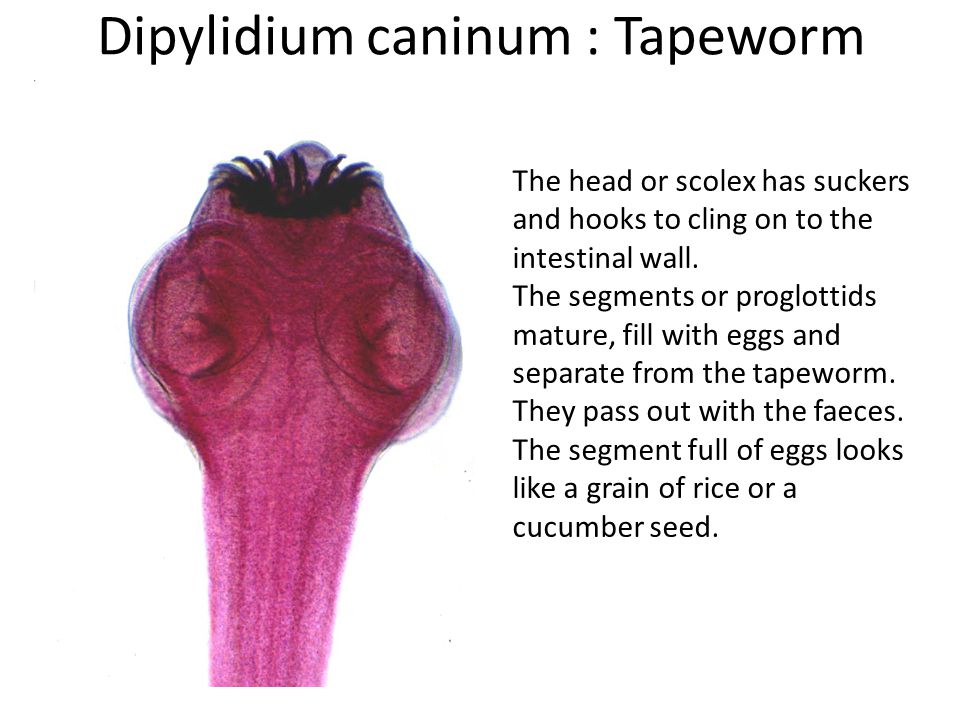 Lecture Notes in Medical Technology: Lecture #5: THE CESTODES OR TAPEWORMS