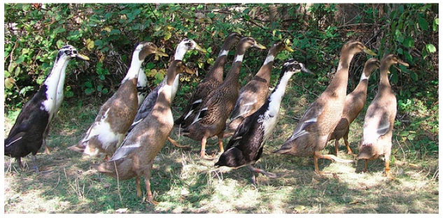 Best Duck Breeds For Your Small Farm | Big Picture Agriculture