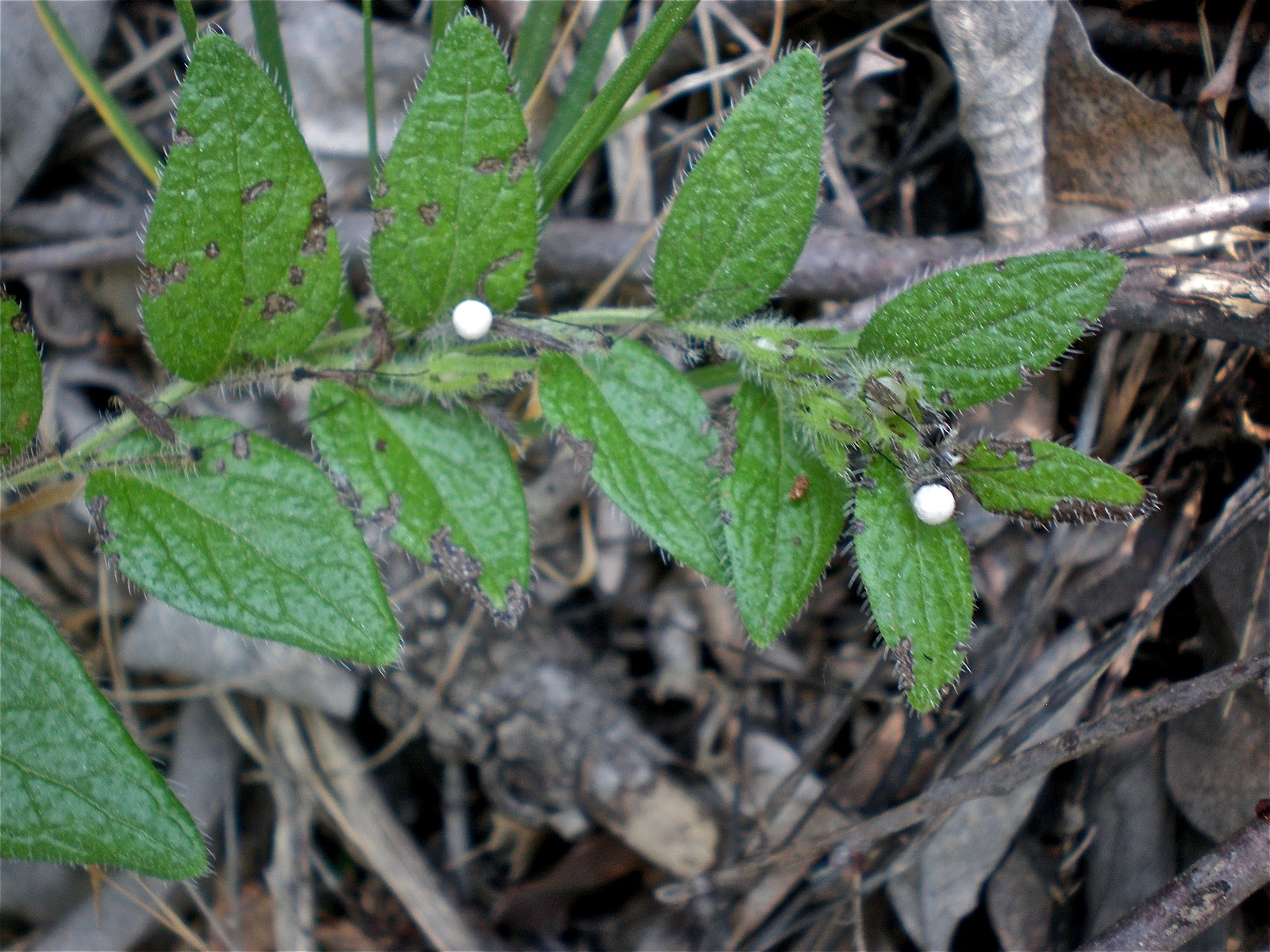 Natives from the Edwards Plateau: Strange and Unusual Part 2